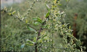 About Open Pollinated Seeds - Open Pollinated Seeds